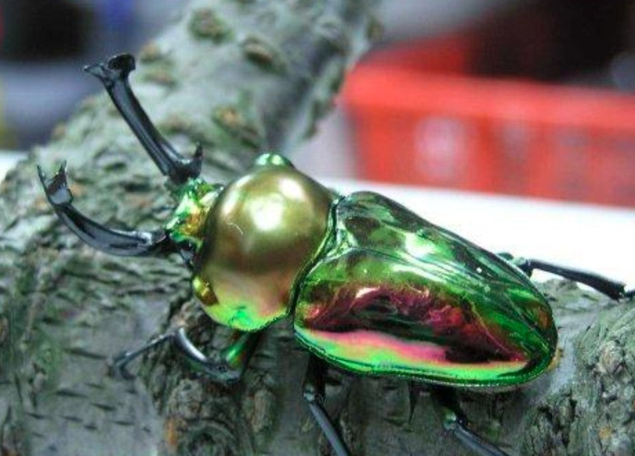 Why Many Keepers Start With Stag Beetle Larvae? – James' Beetle Farm