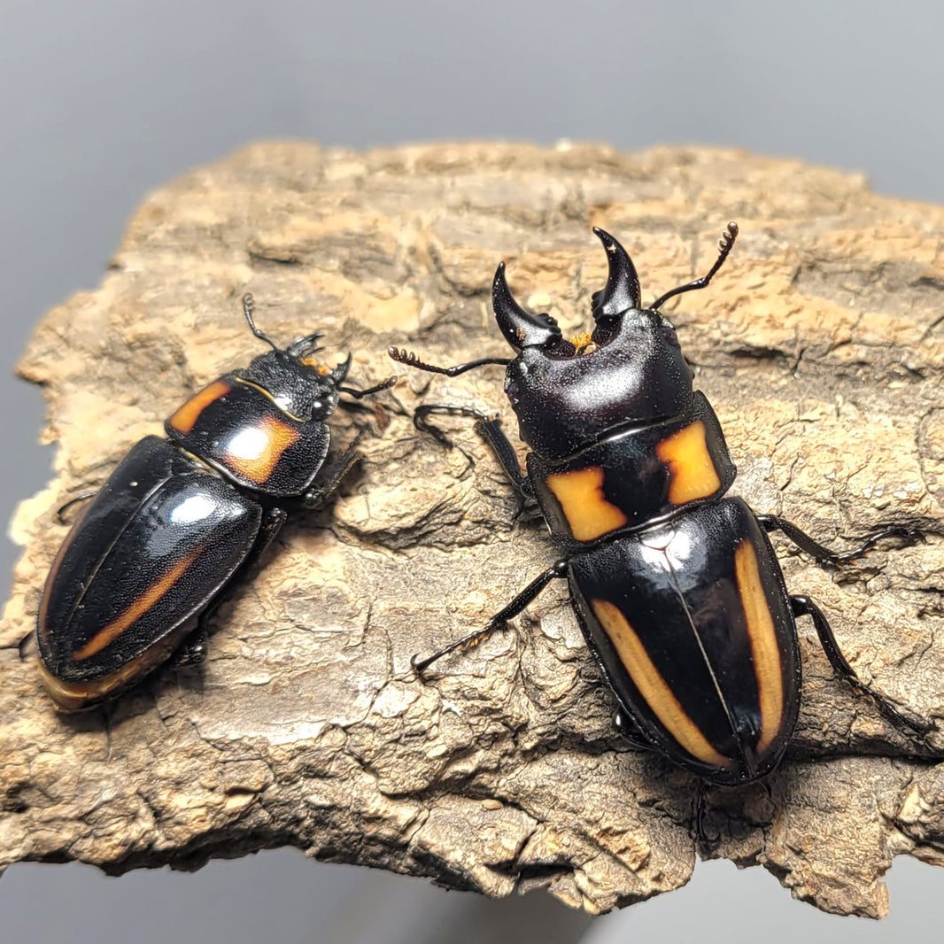 Featured Section – James' Beetle Farm