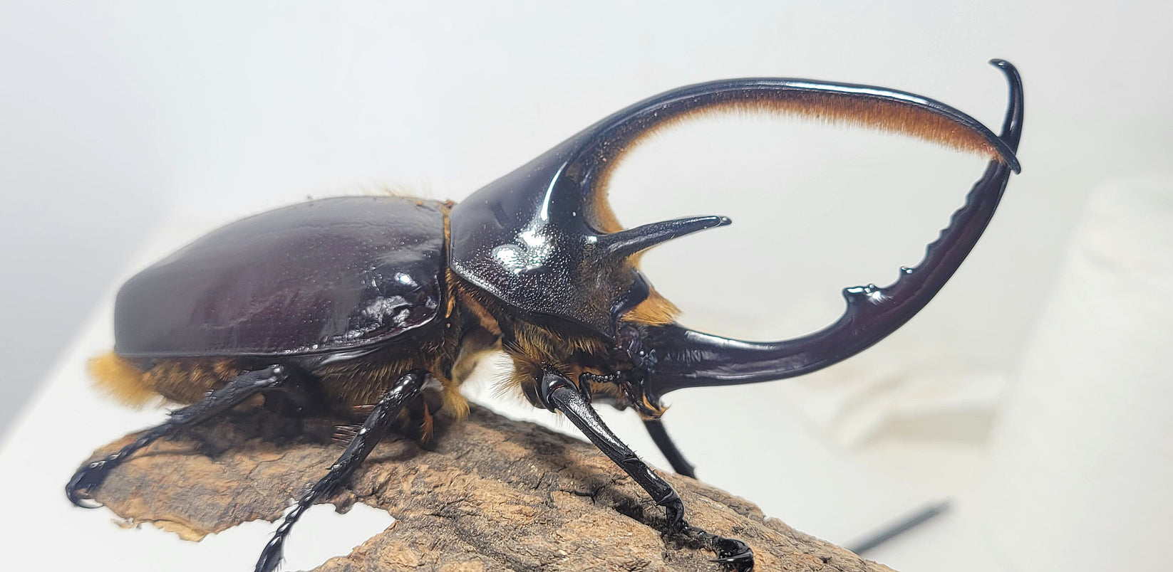 Neptune's Hercules Beetle (Dynastes neptunus) – James' Beetle Farm