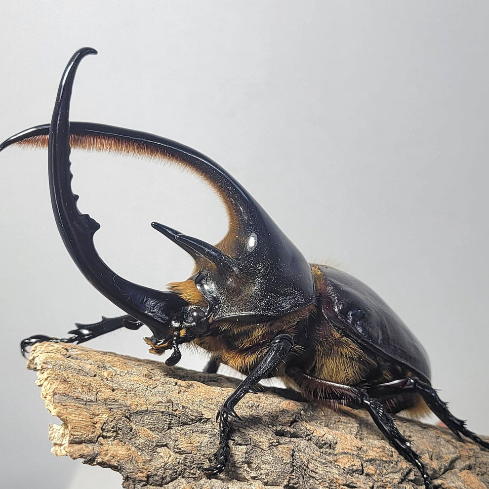Neptune's Hercules Beetle (Dynastes neptunus) – James' Beetle Farm