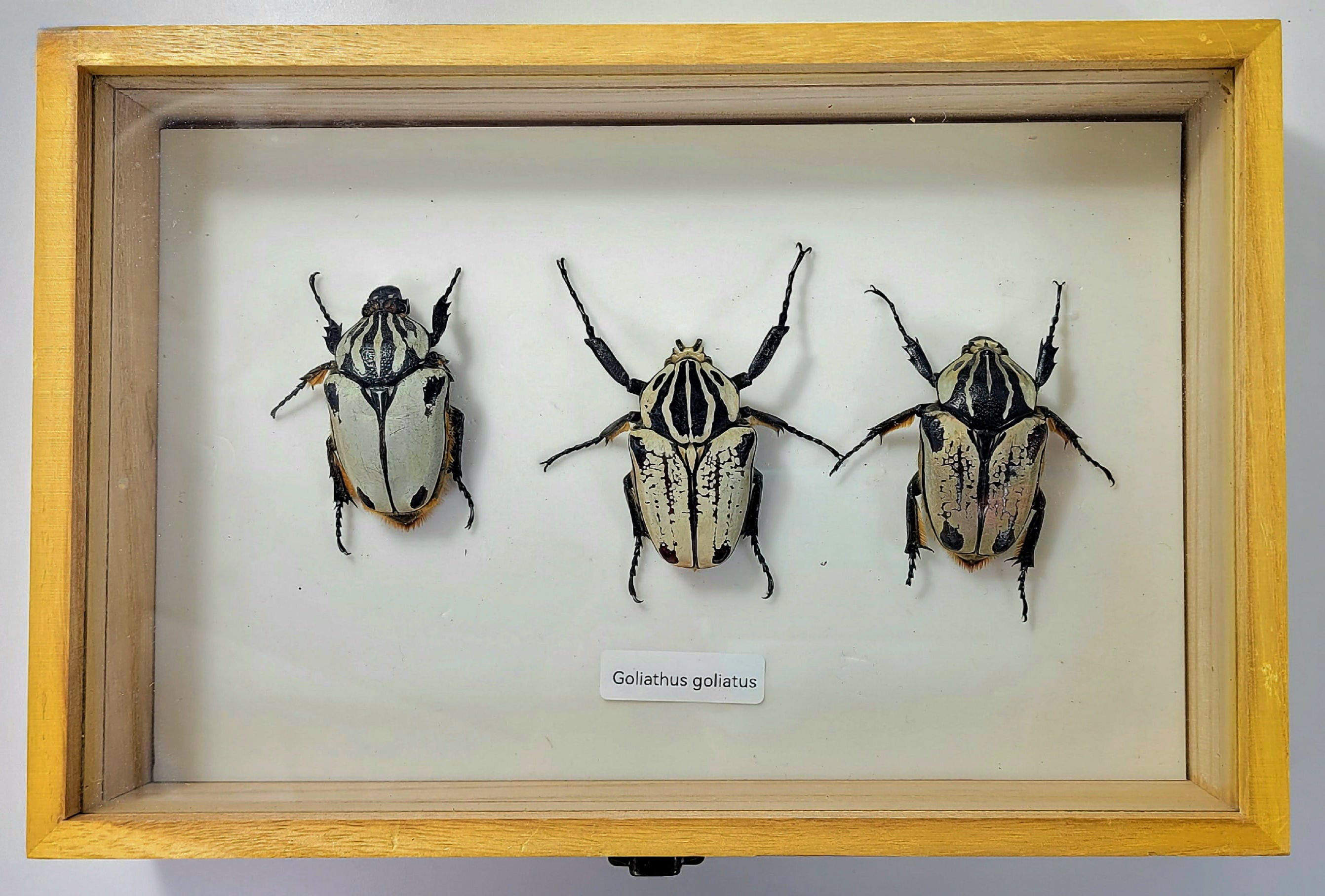 Medium: Goliath Beetle specimen box – James' Beetle Farm