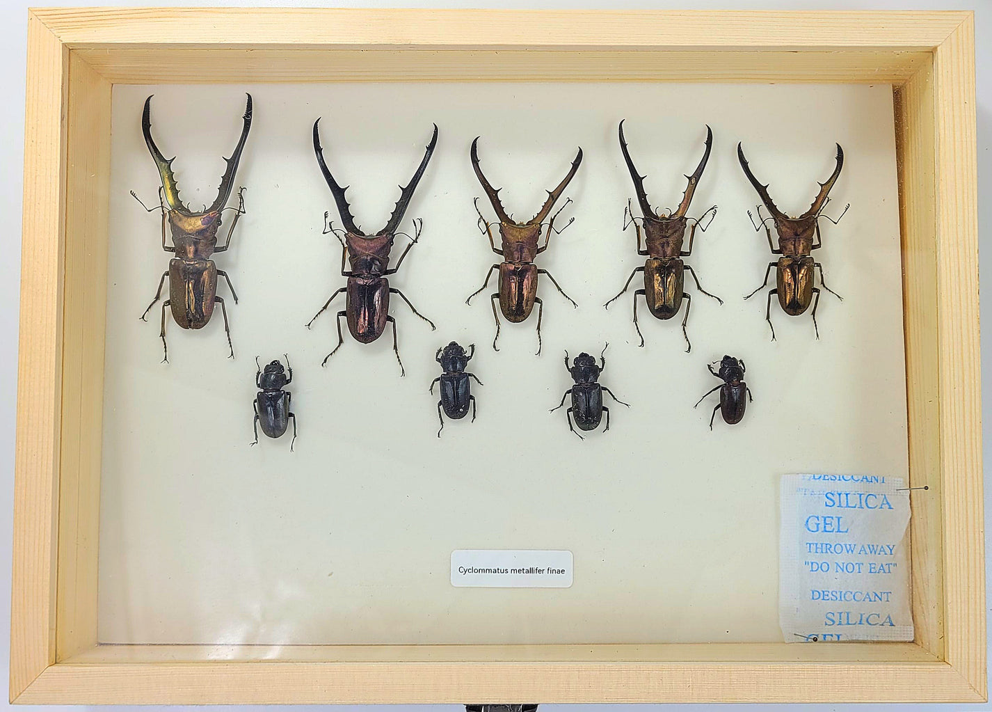 Large: Metallic Stag Beetle specimen box – James' Beetle Farm