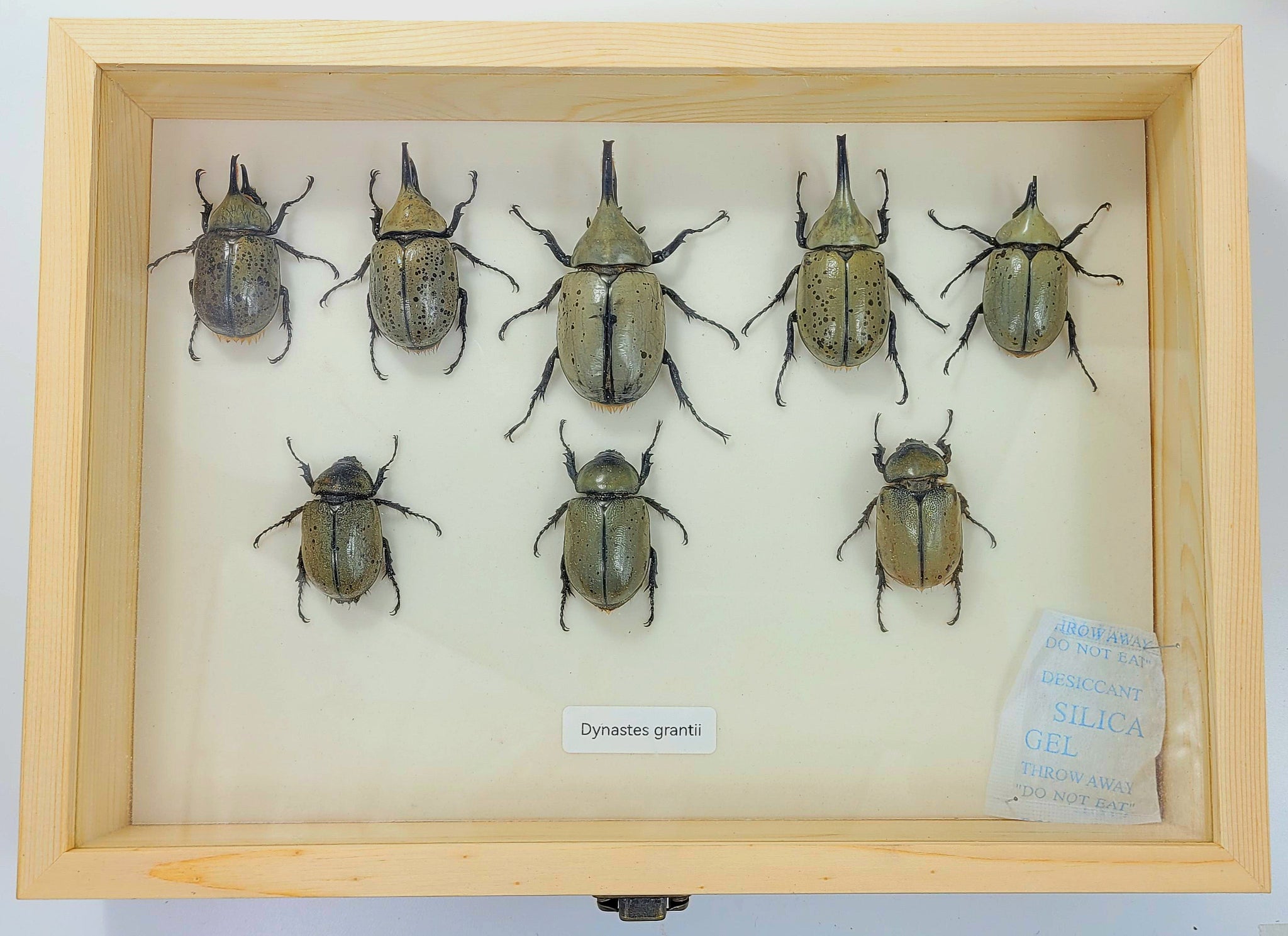 Large: Western Hercules Beetle specimen box – James' Beetle Farm