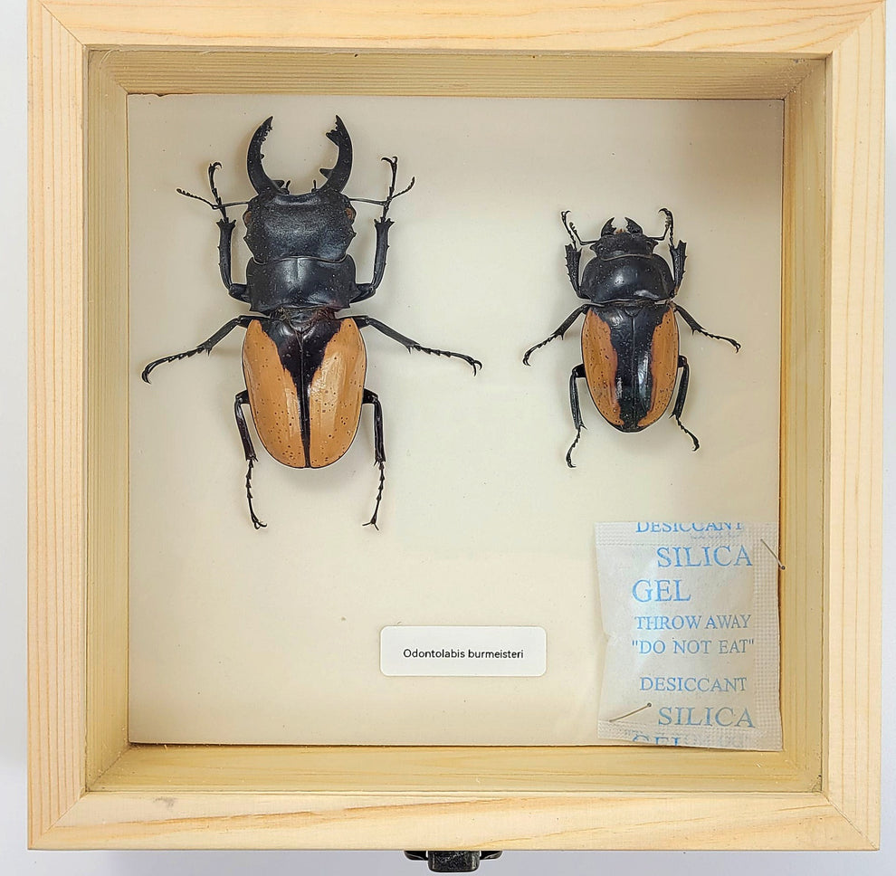 Medium: Overlord Ghost Stag Beetle specimen box – James' Beetle Farm