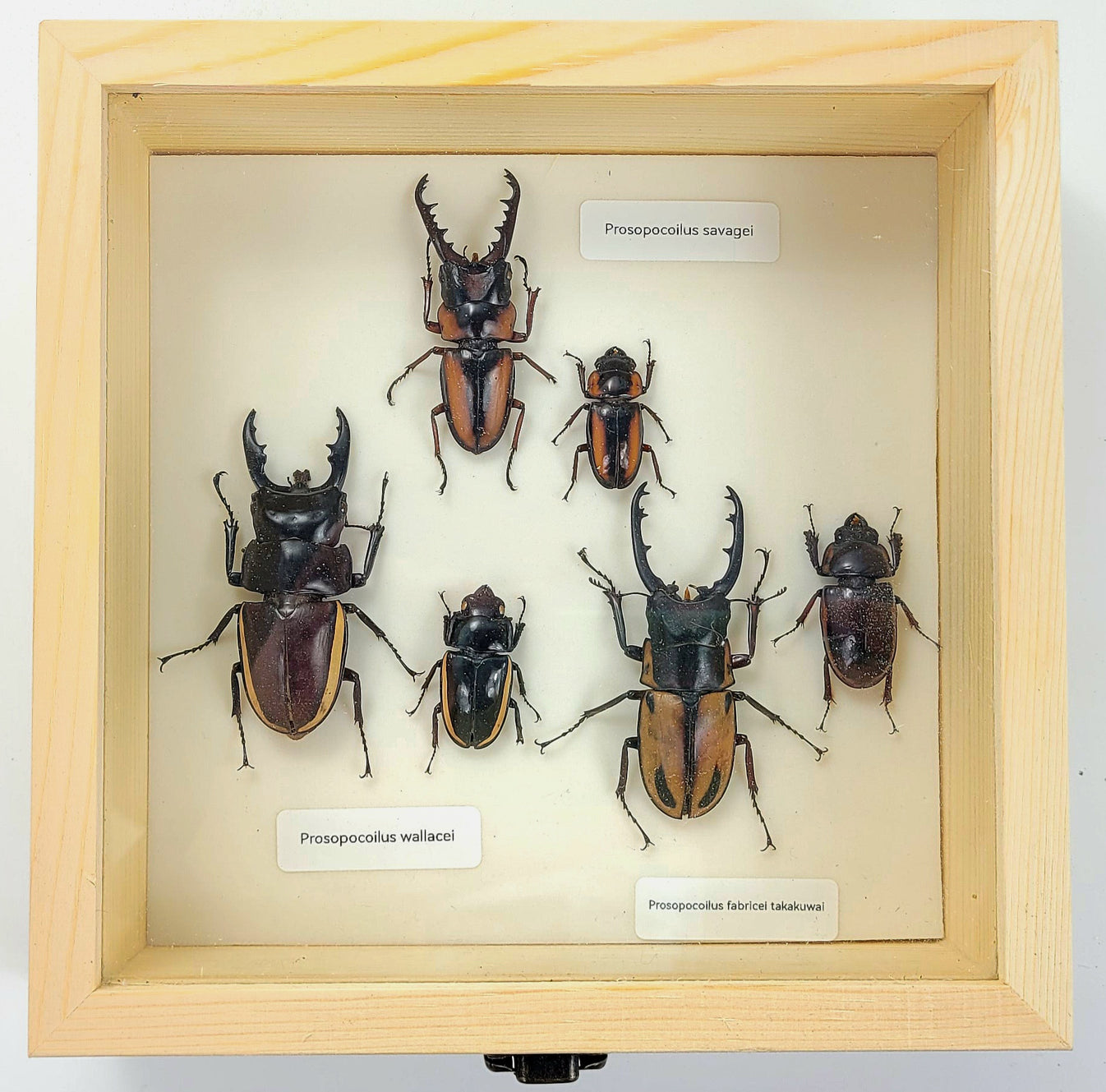 Medium: Mixed Sawtooth Stag Beetle specimen box – James' Beetle Farm
