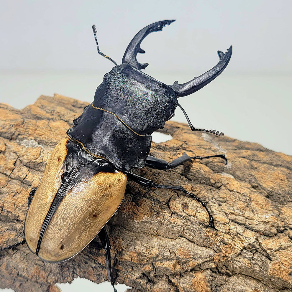 Overlord Ghost Stag Beetle (Odontolabis burmeisteri) – James' Beetle Farm