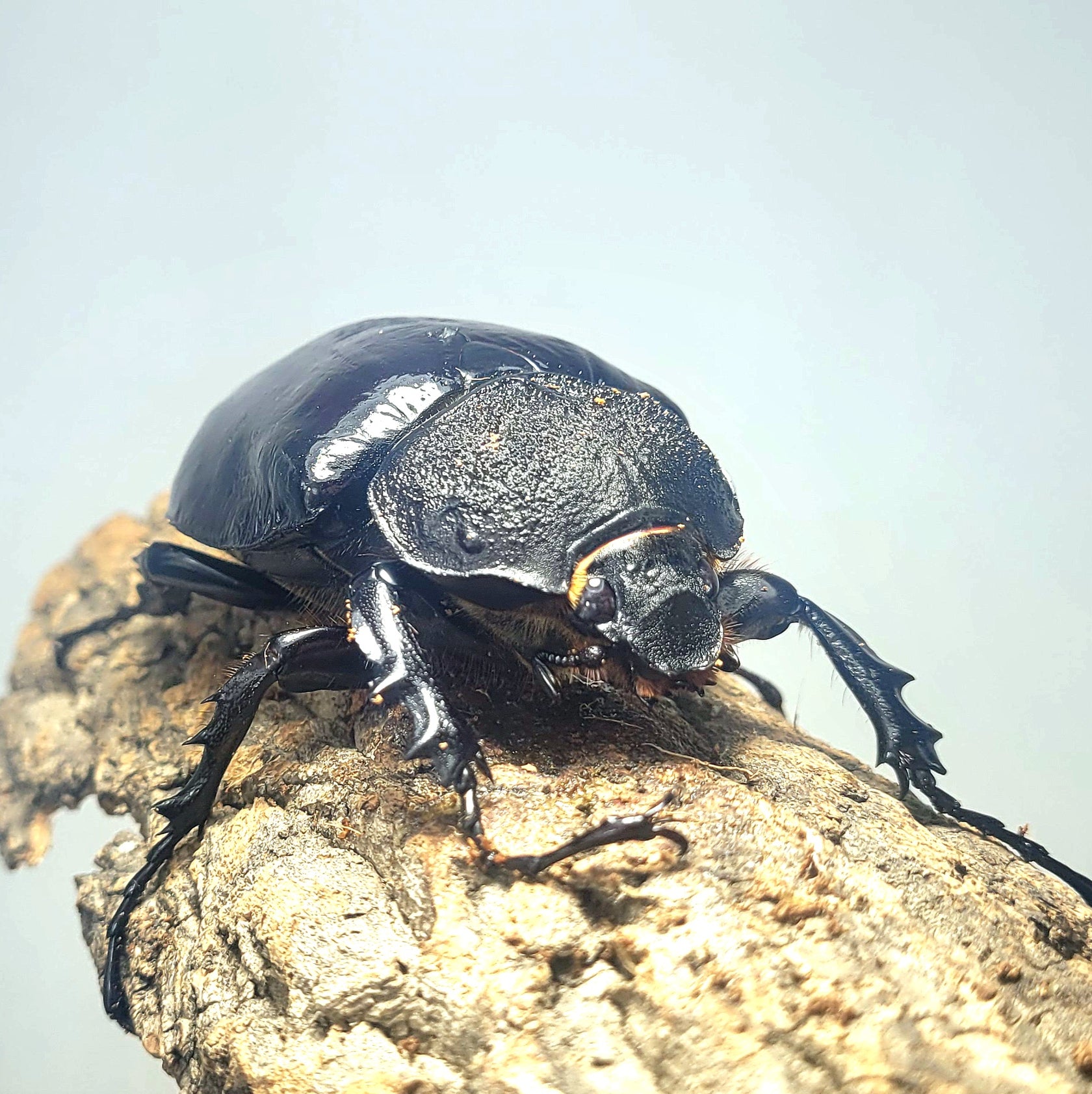 Mars Rhino Beetle (Megasoma mars) – James' Beetle Farm