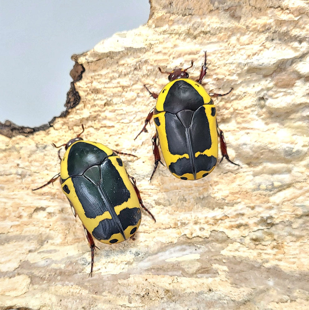 Pachnoda sinuata flaviventris – James' Beetle Farm