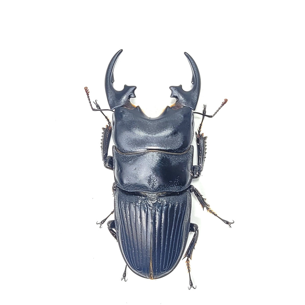 Live Beetles for sale Online USA – James' Beetle Farm