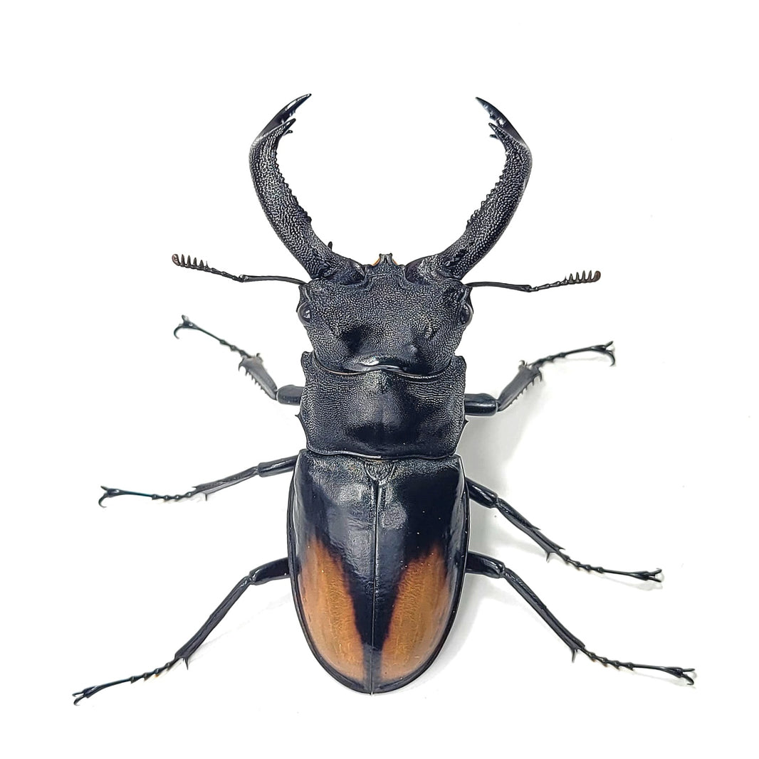 Live Beetles for sale Online USA – James' Beetle Farm