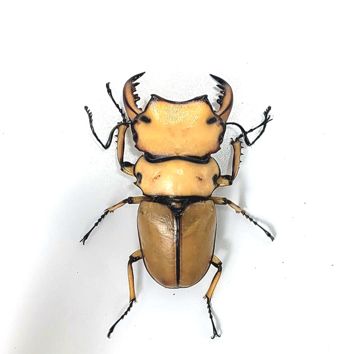 Crab Stag Beetle (Homoderus mellyi) – James' Beetle Farm