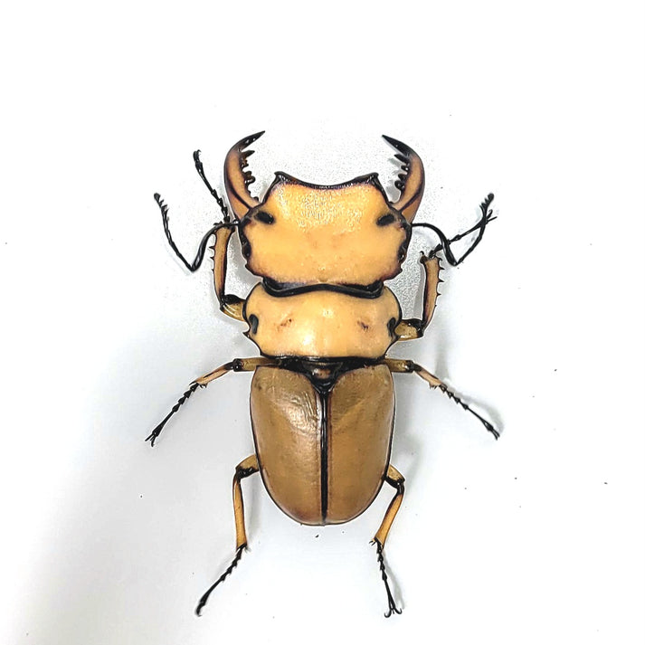 Crab Stag Beetle (Homoderus mellyi) – James' Beetle Farm