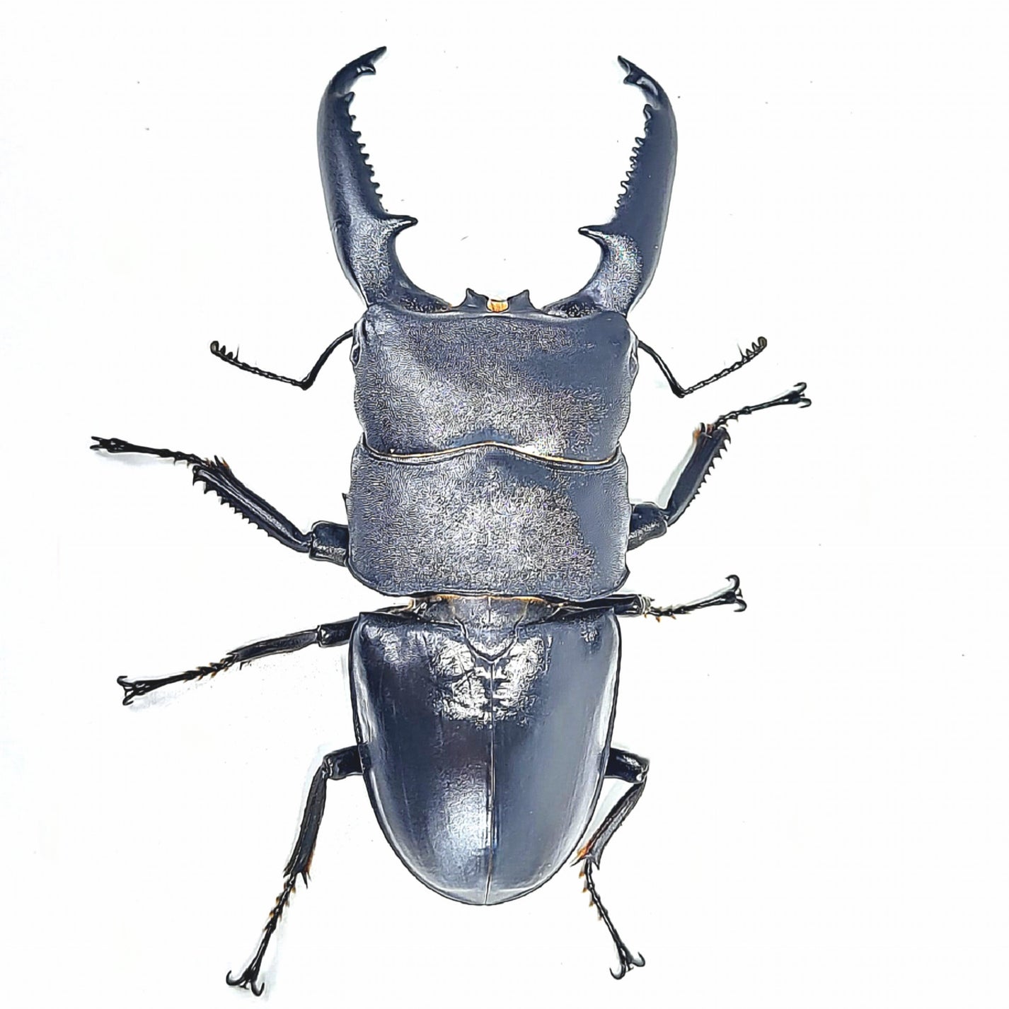 Palawan Stag Beetle (Dorcus titanus palawanicus) – James' Beetle Farm