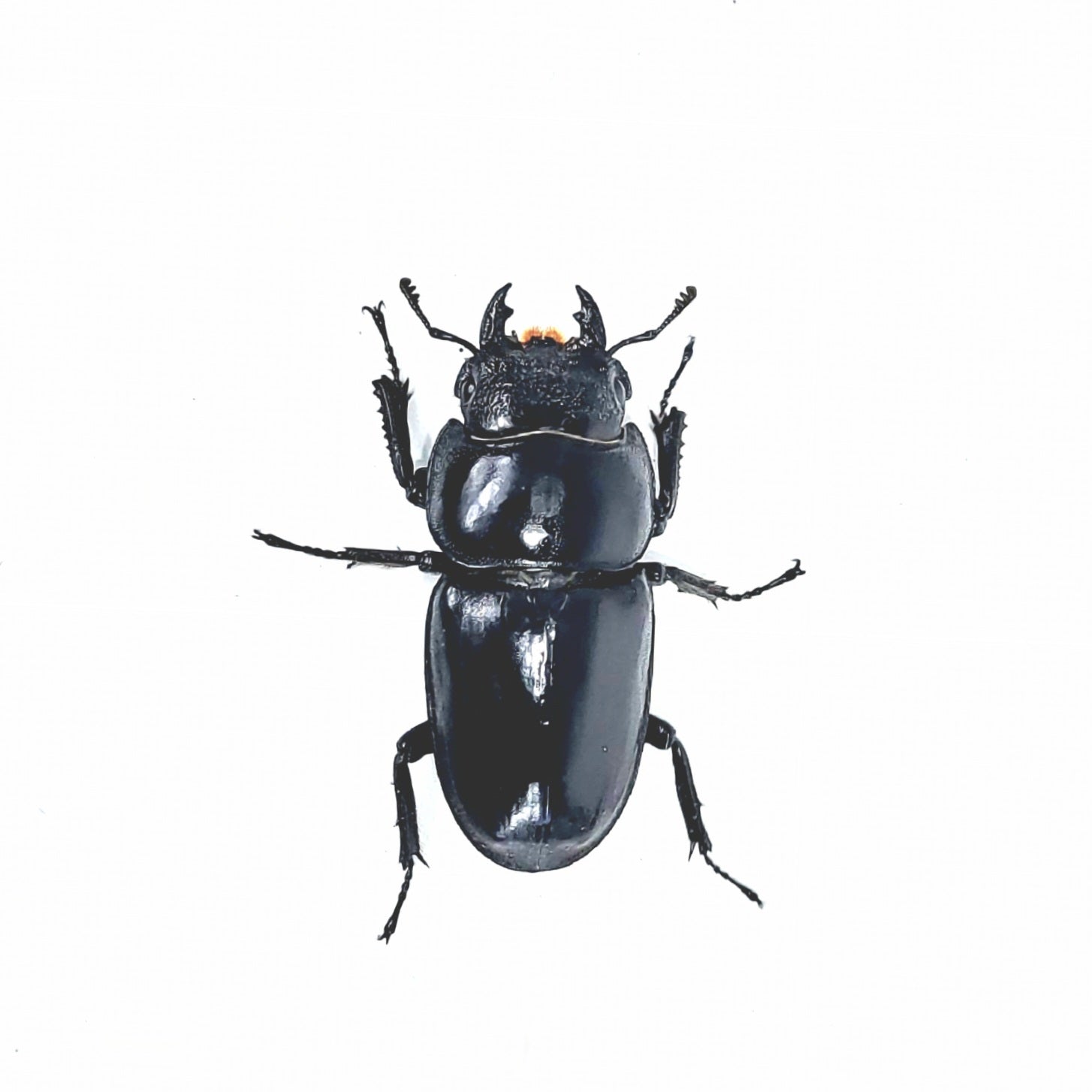 Palawan Stag Beetle (Dorcus titanus palawanicus) – James' Beetle Farm
