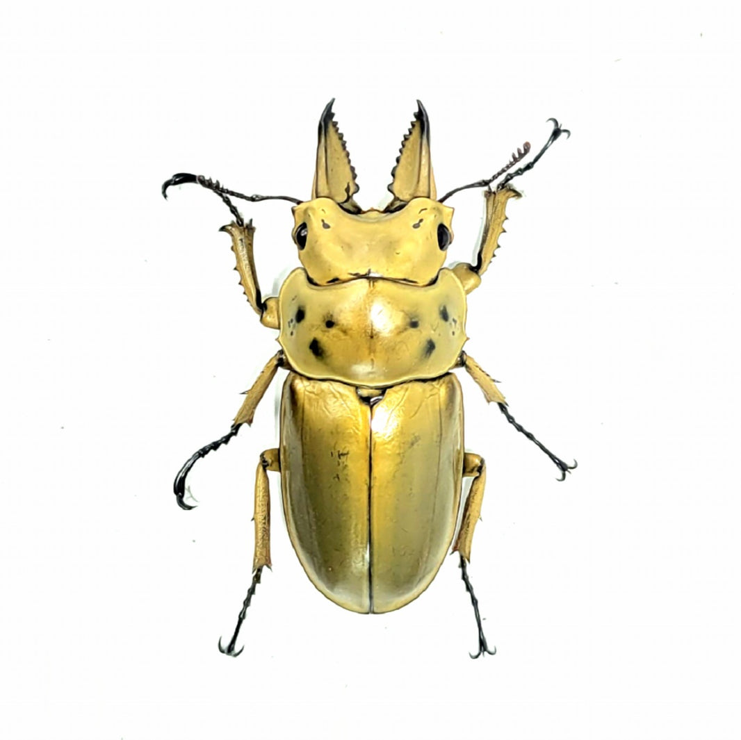 live Beetles for sale – James' Beetle Farm