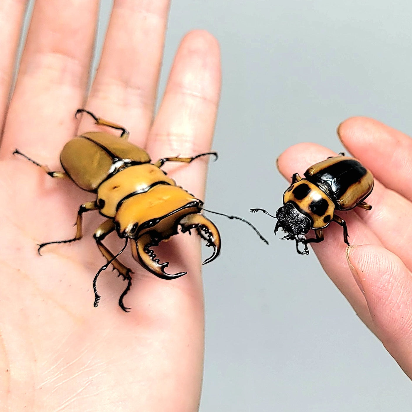 Crab Stag Beetle (Homoderus mellyi) – James' Beetle Farm