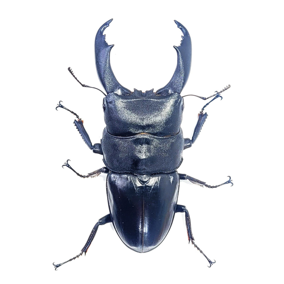 Imperial Stag Beetle (Dorcus titanus imperialis) – James' Beetle Farm