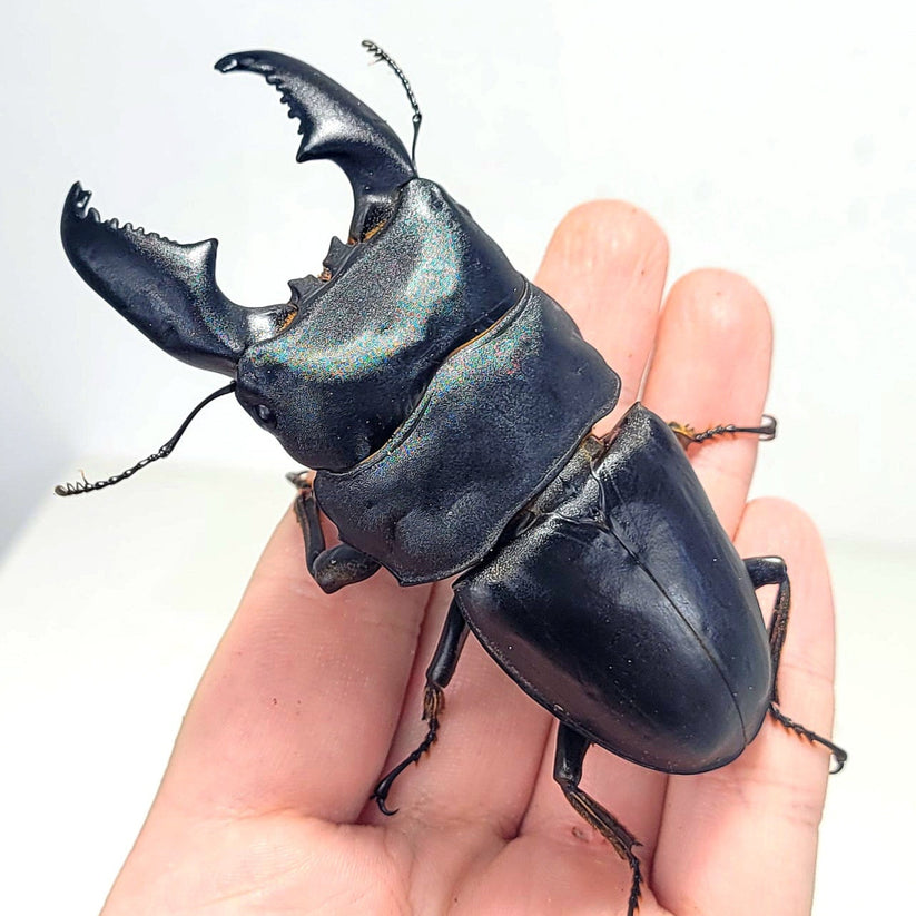 Furious Stag Beetle (Dorcus titanus yasuokai) – James' Beetle Farm