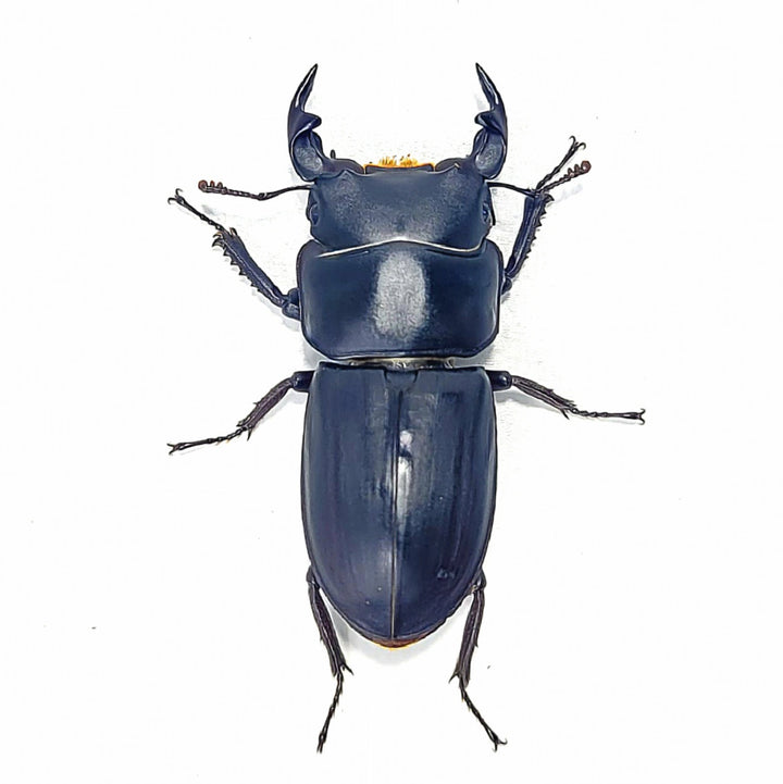 Live Beetles for sale Online USA – James' Beetle Farm