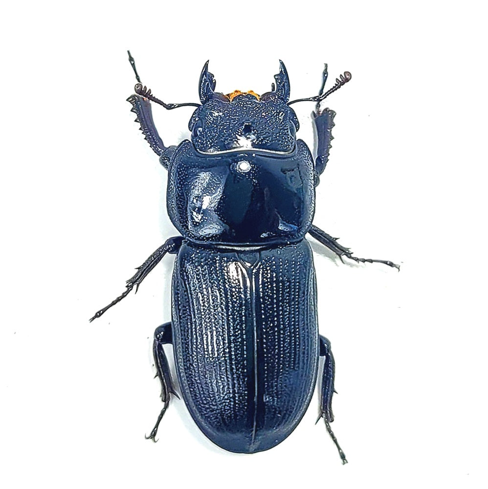Dorcus Musimon – James' Beetle Farm