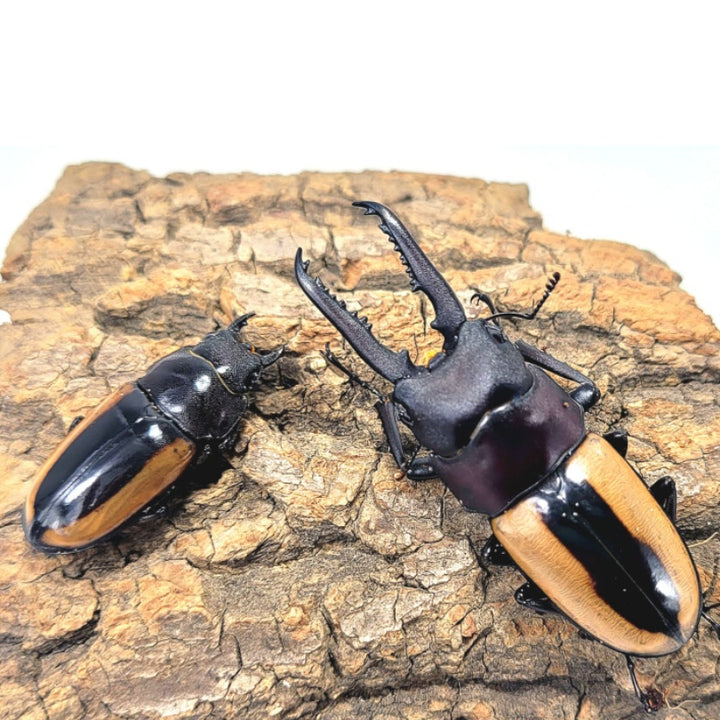 Live Beetles for sale Online USA – James' Beetle Farm