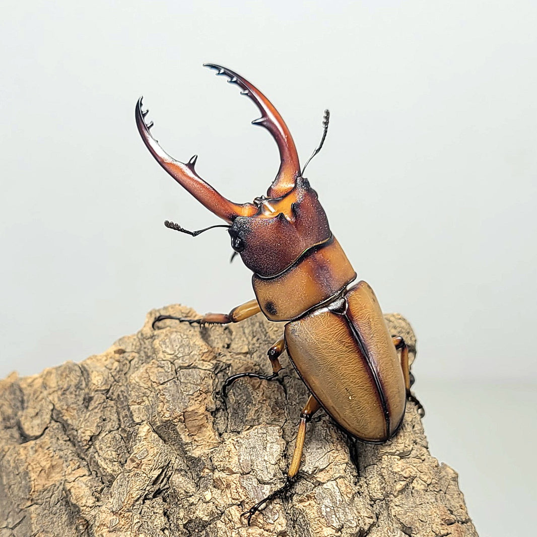 Featured Section – James' Beetle Farm
