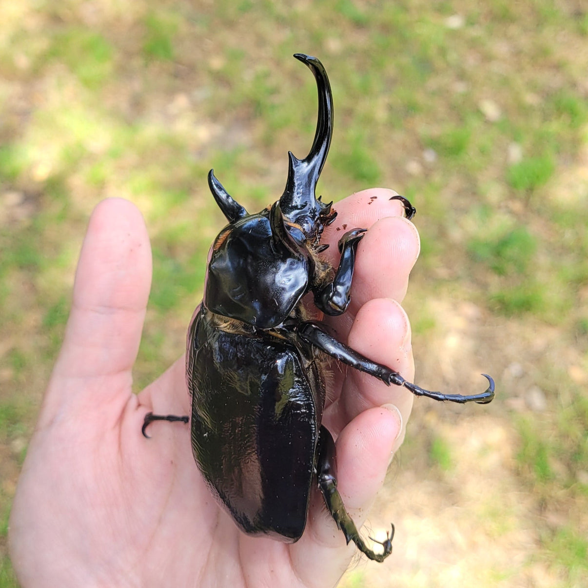 Mars Rhino Beetle (Megasoma mars) – James' Beetle Farm