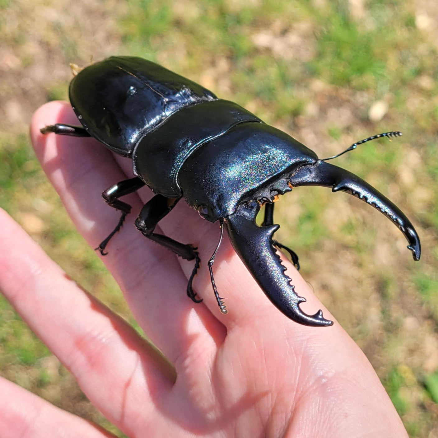 Palawan Stag Beetle (Dorcus titanus palawanicus) – James' Beetle Farm