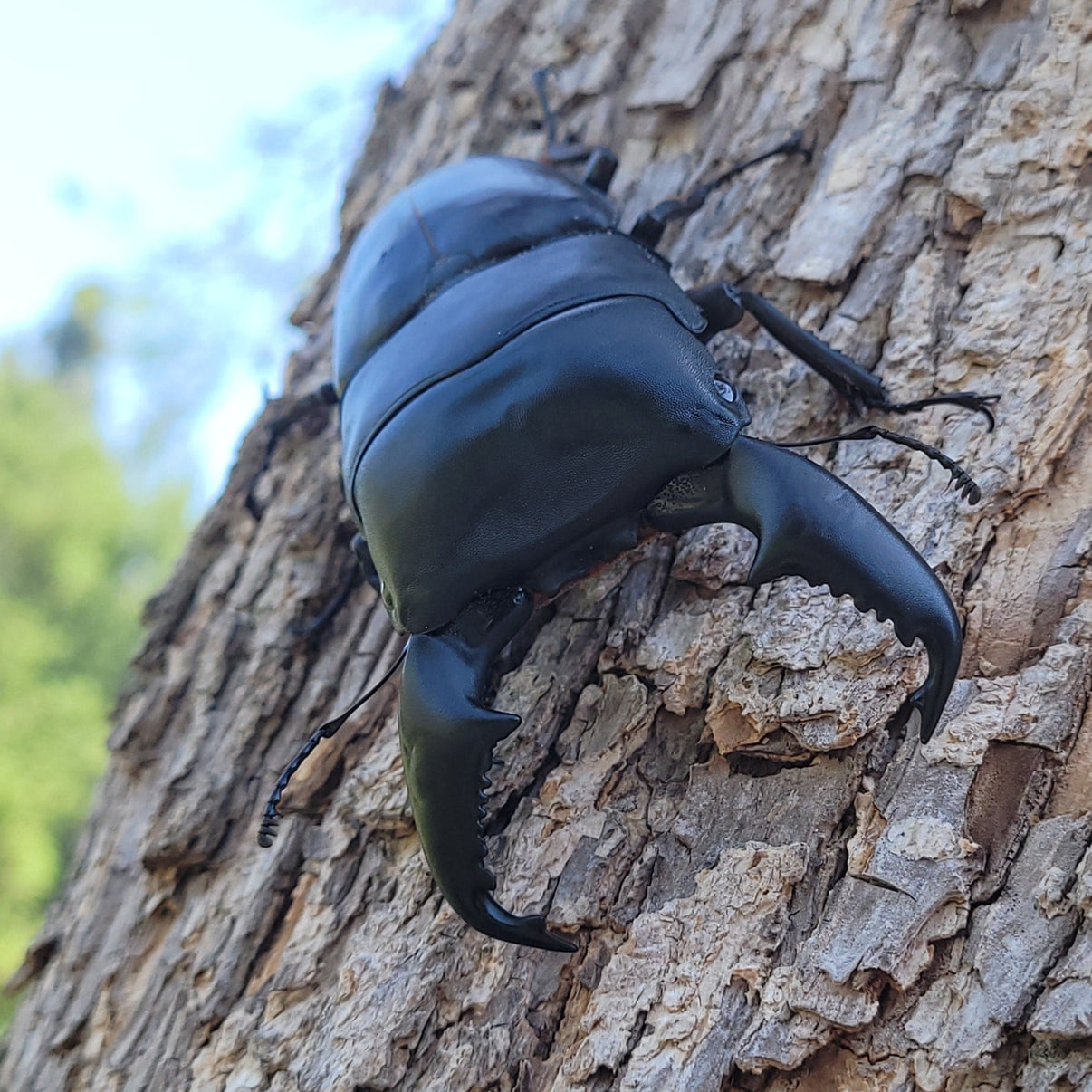 Furious Stag Beetle (Dorcus titanus yasuokai) – James' Beetle Farm