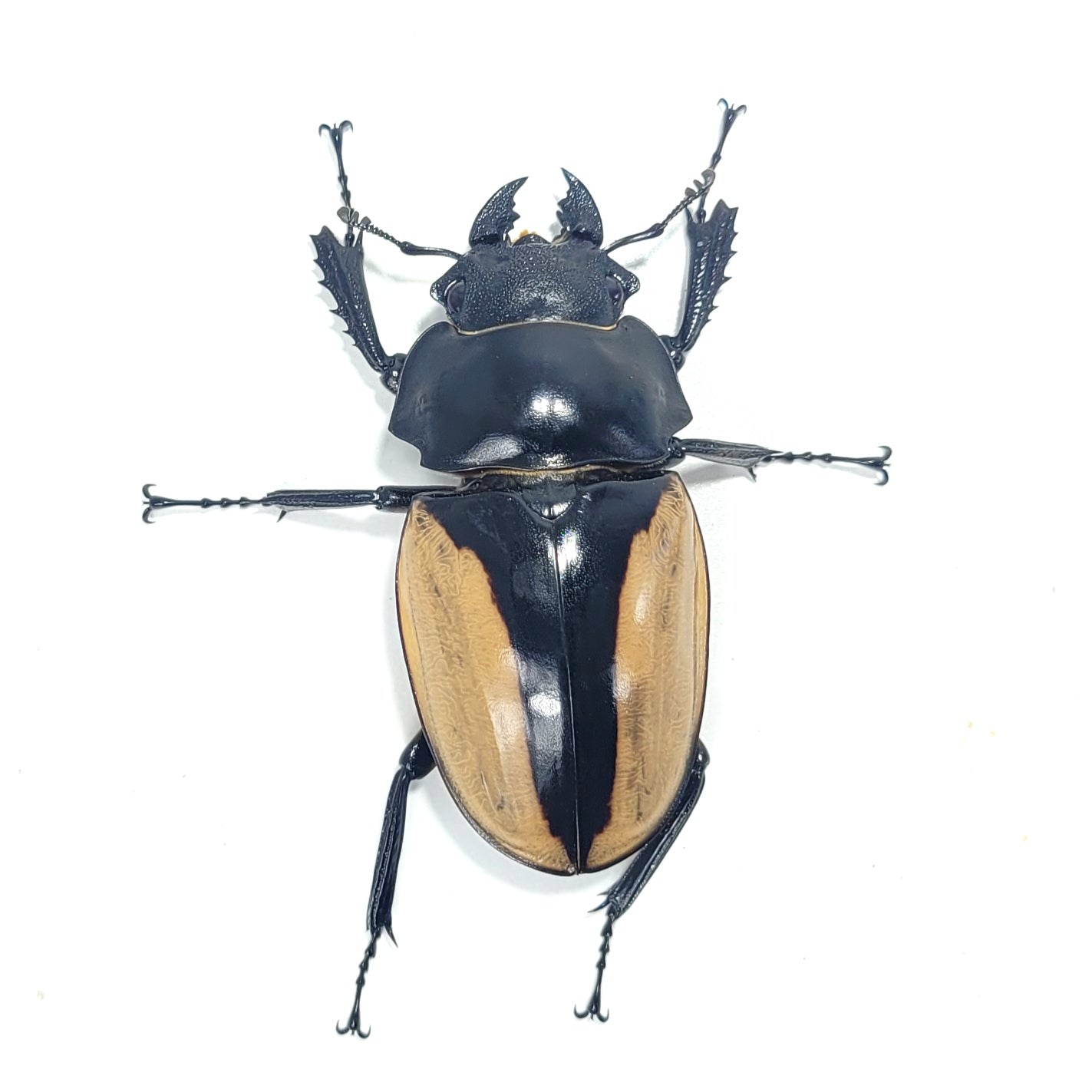 Overlord Ghost Stag Beetle (Odontolabis burmeisteri) – James' Beetle Farm