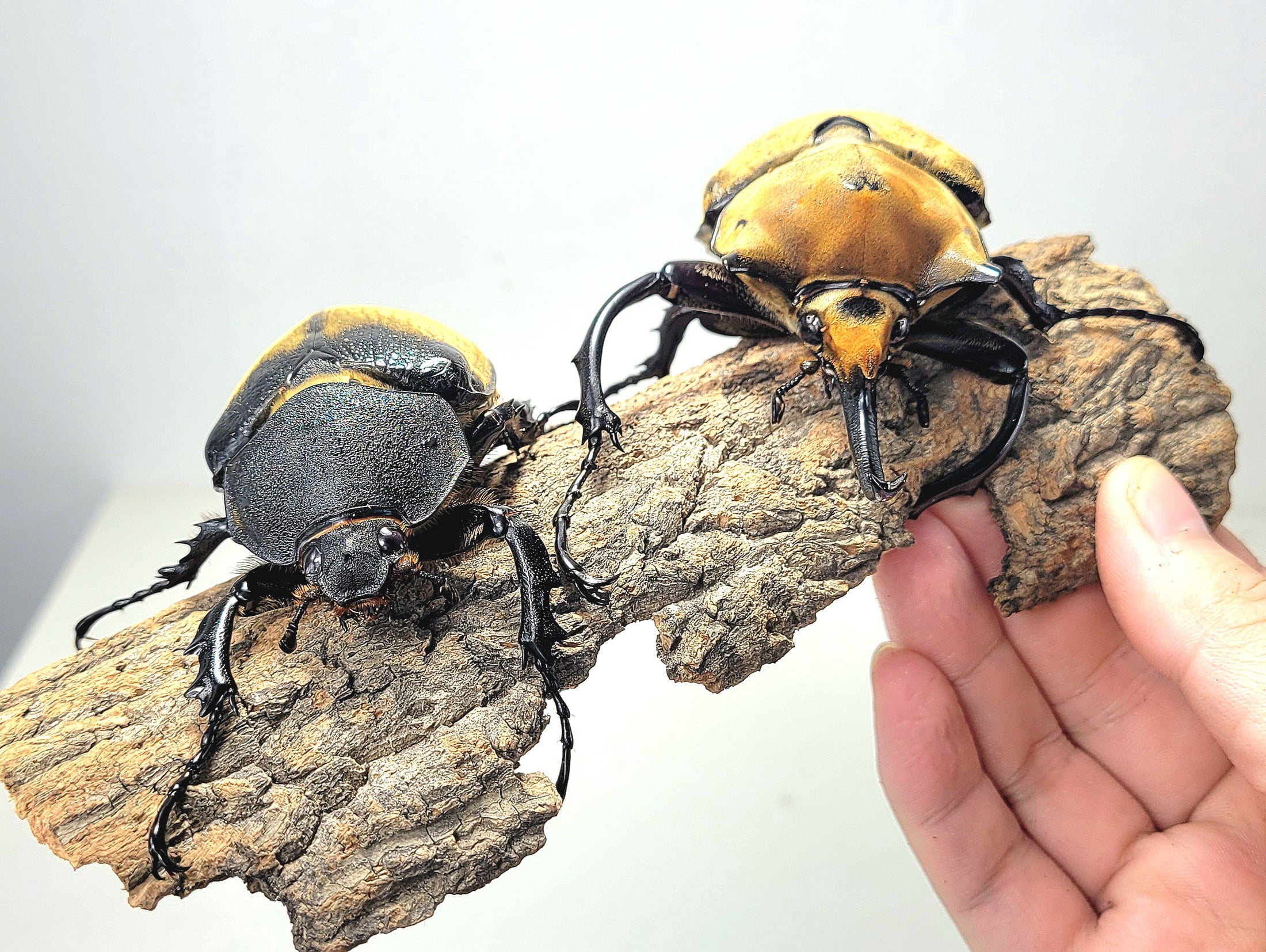 The Elephant Beetle (Megasoma elephas elephas) – James' Beetle Farm