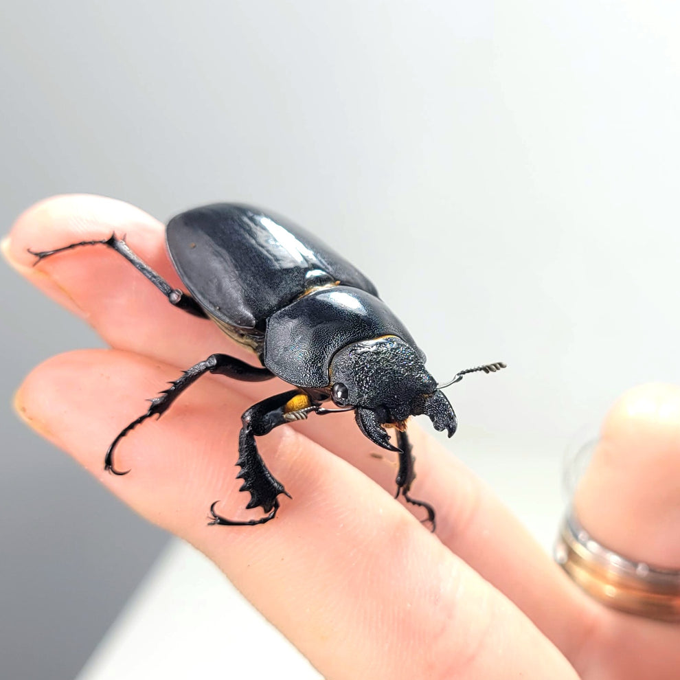 Lucanus formosanus – James' Beetle Farm