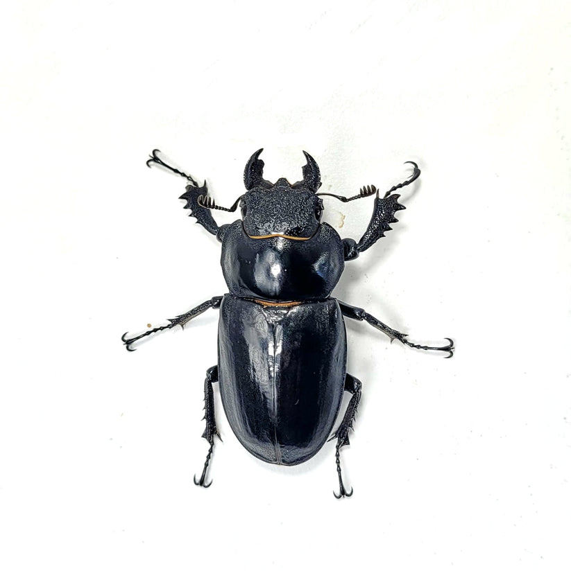 Lucanus formosanus – James' Beetle Farm