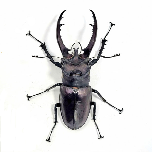 Lucanus formosanus – James' Beetle Farm