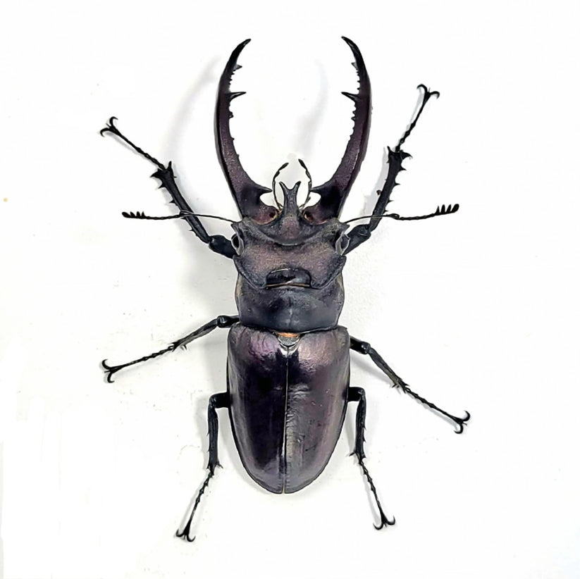 Lucanus formosanus – James' Beetle Farm