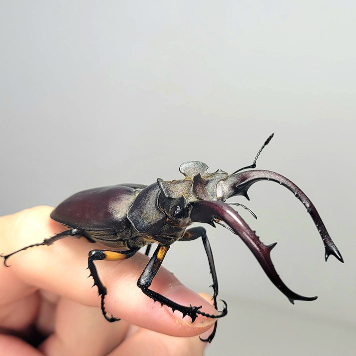 Lucanus formosanus – James' Beetle Farm