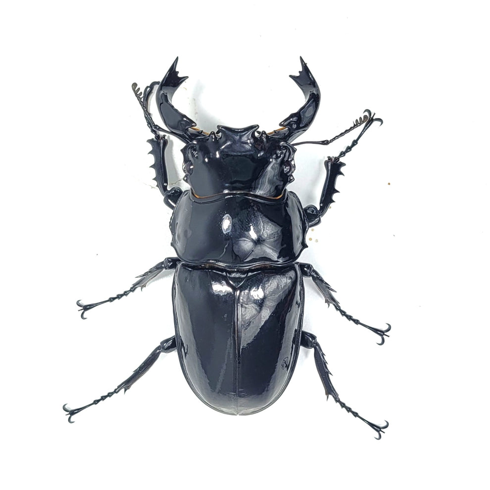 Tarandus Stag Beetle (Mesotopus tarandus) – James' Beetle Farm