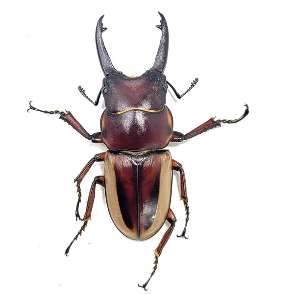 Prosopocoilus laterlis lorquini – James' Beetle Farm