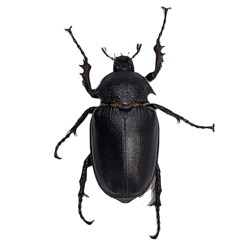 Turkey Long Arm Beetle (Propomacrus bimucronatus) – James' Beetle Farm