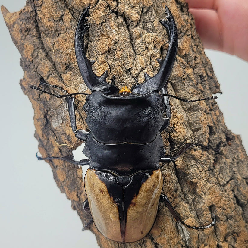 Overlord Ghost Stag Beetle (Odontolabis burmeisteri) – James' Beetle Farm