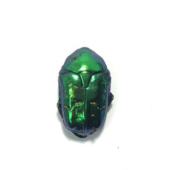 Taiwanese Spurred Flower Beetle (Protaetia inquinata) – James' Beetle Farm