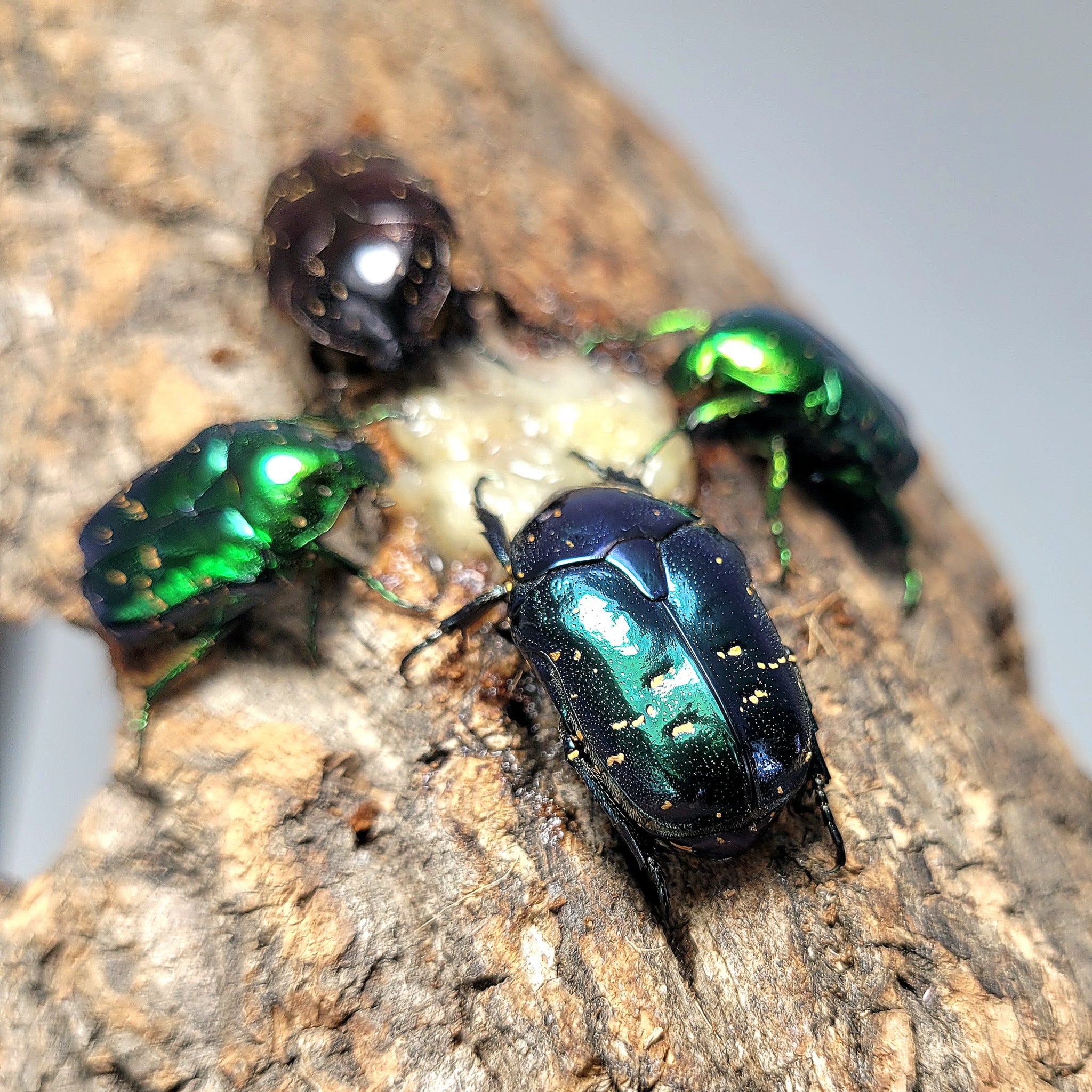 Taiwanese Spurred Flower Beetle (Protaetia inquinata) – James' Beetle Farm
