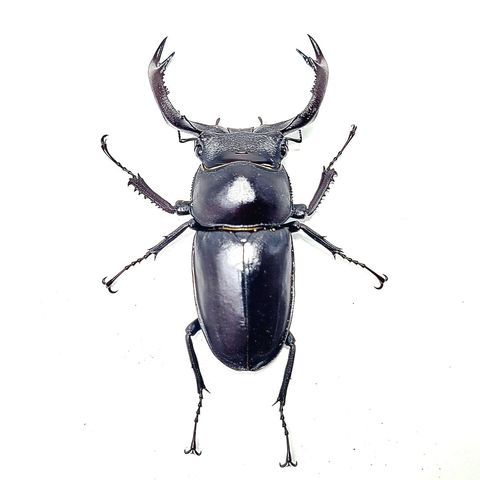 Black-Hart Stag Beetle (Rhaetulus crenatus crenatus) – James' Beetle Farm