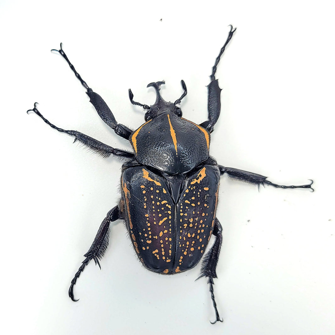Giant Flower Beetle for Sale Online - James' Beetle Farm