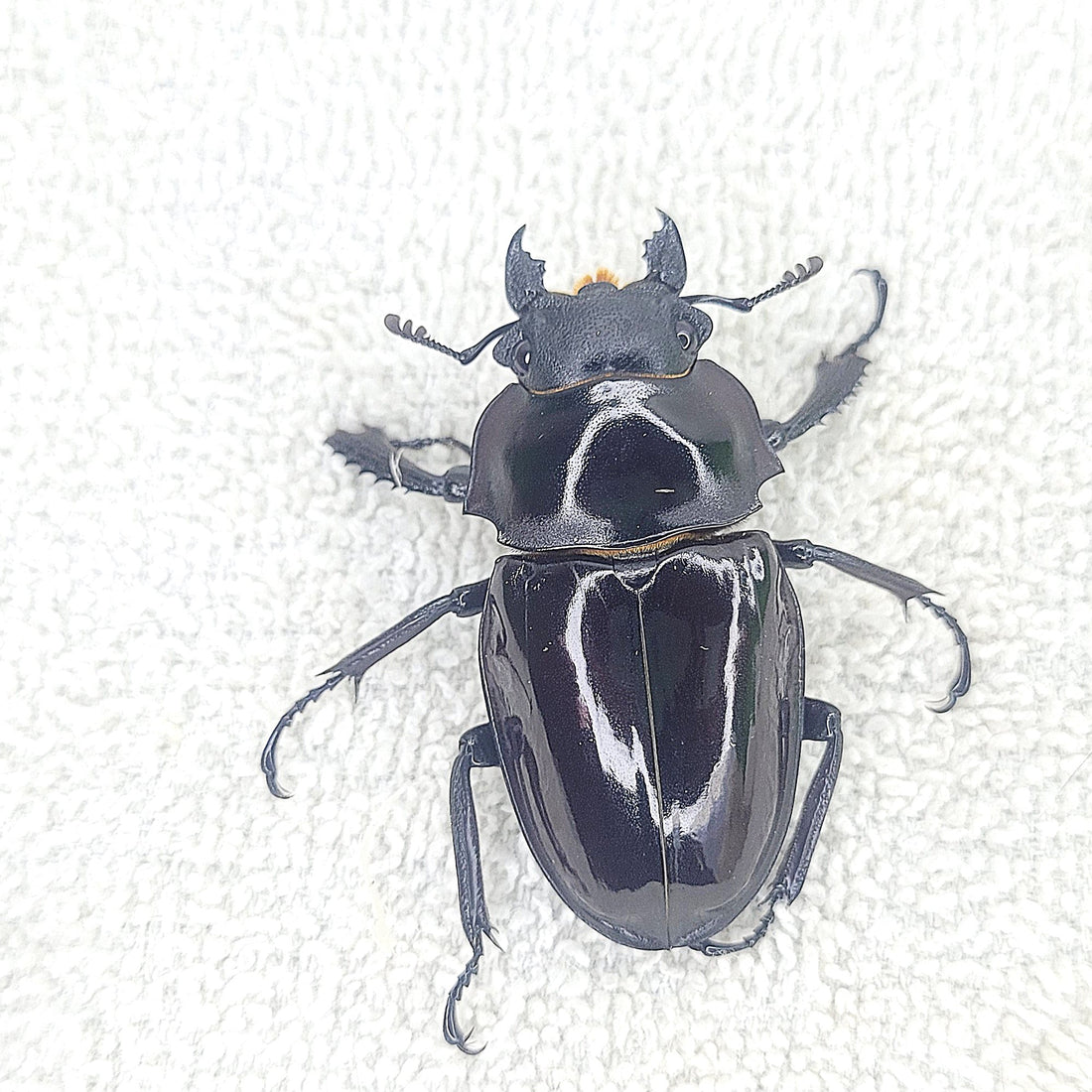 Taiwan Ghost Stag Beetle (Odontolabis siva parryi) – James' Beetle Farm