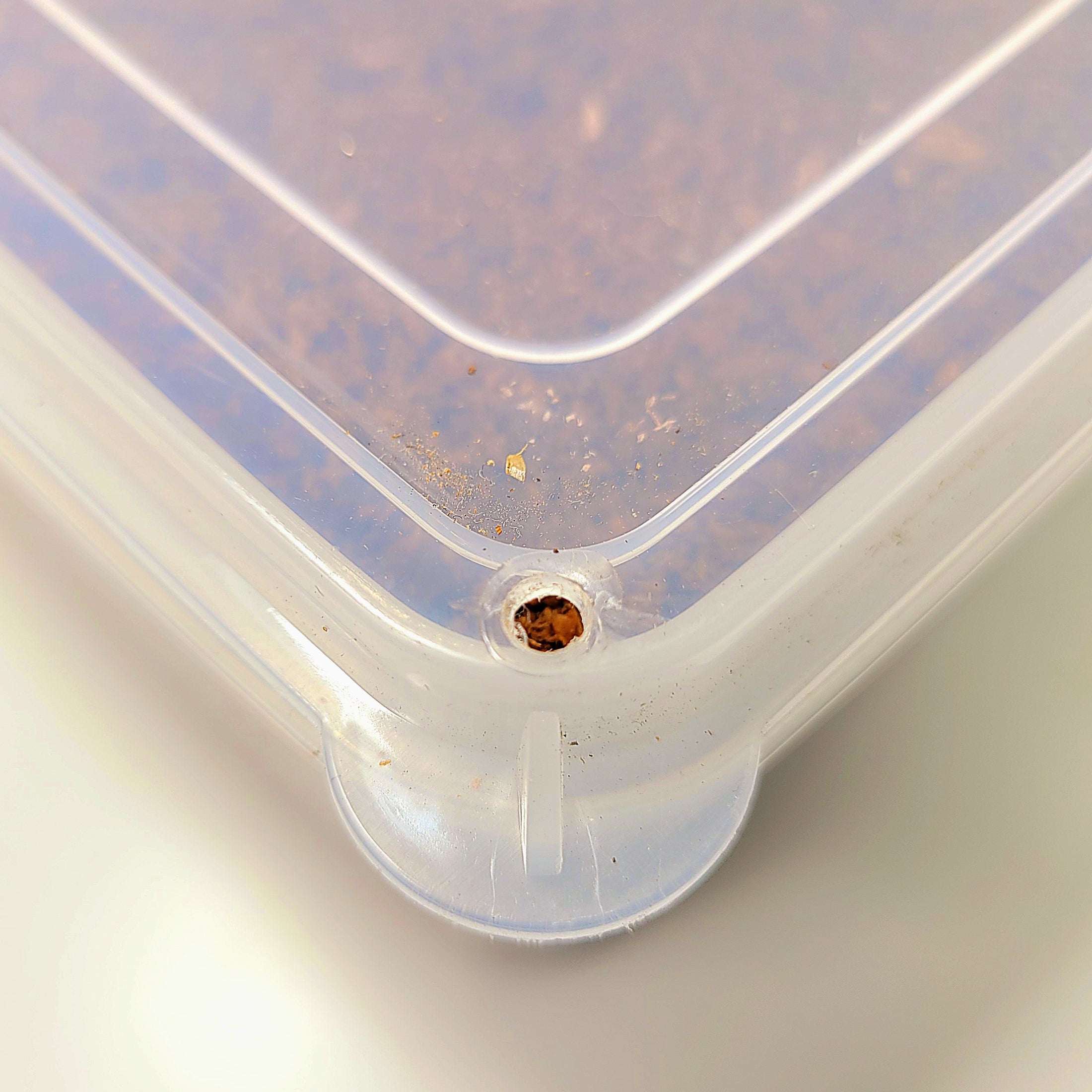 Larvae Kit – James' Beetle Farm