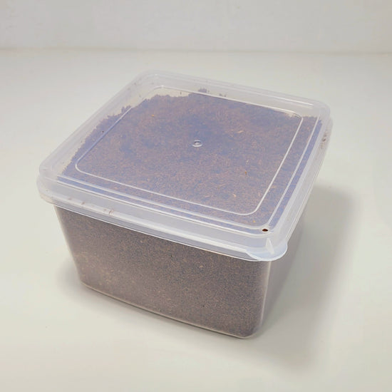 Larvae Kit – James' Beetle Farm