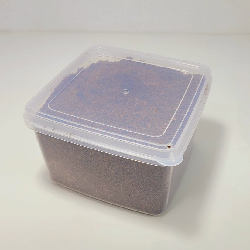 Larvae Kit – James' Beetle Farm