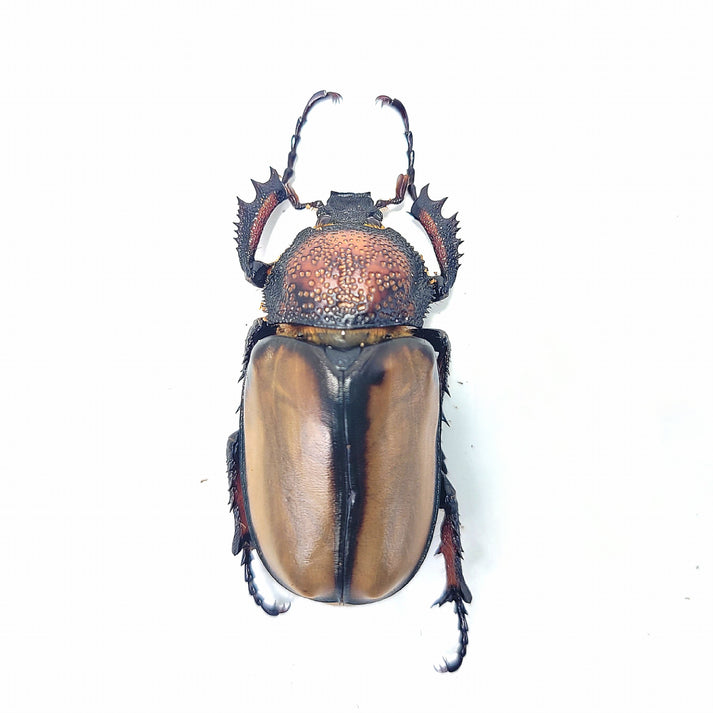 David's Longarm Scarab (Propomacrus davidi) – James' Beetle Farm