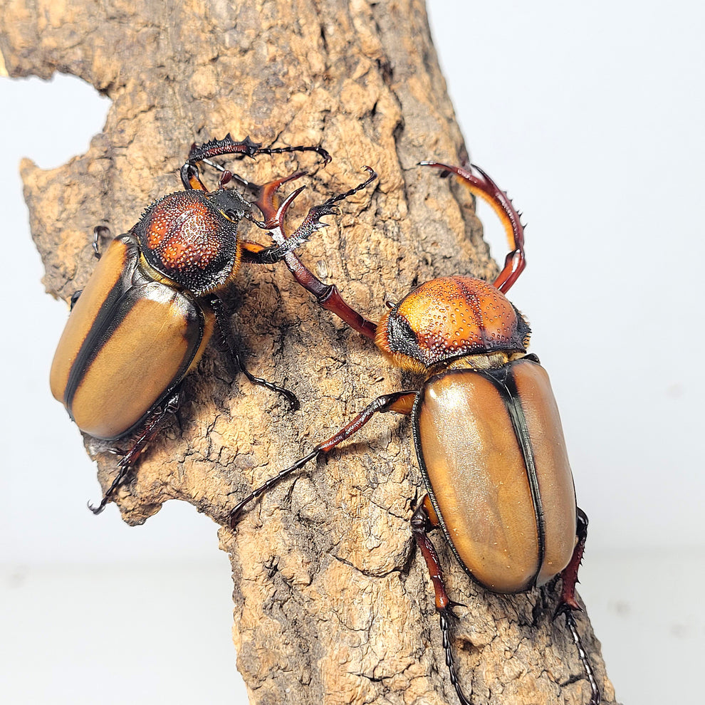 David's Longarm Scarab (Propomacrus davidi) – James' Beetle Farm